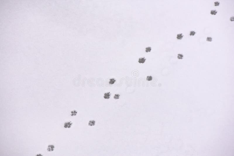 Sporen Van Dieren in Sneeuw Stock Foto - Image of herten, hond: 137299778