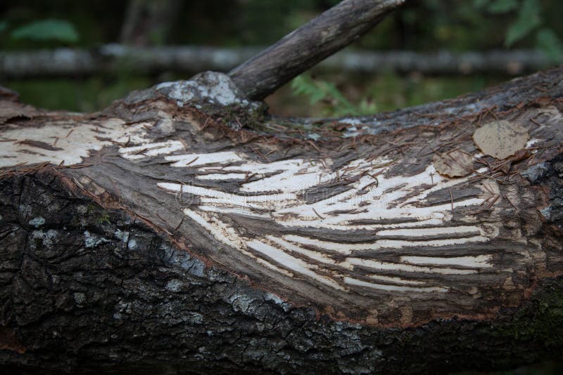 Sporen Van Een Haas En Een Vos Die Hem Achtervolgt Op Witte Sneeuw in ...