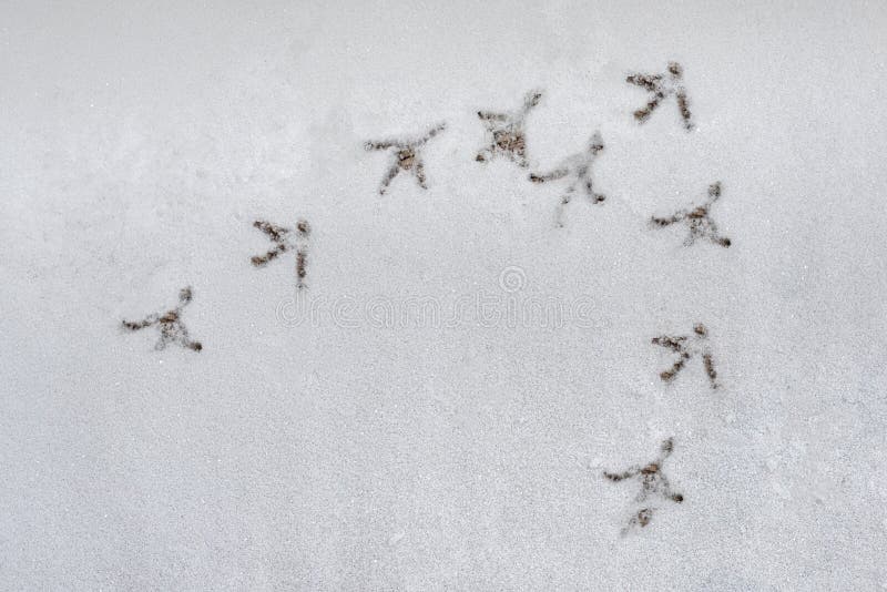 Sporen Van Een Vogel Op De Verse Sneeuw Stock Foto - Afbeelding ...