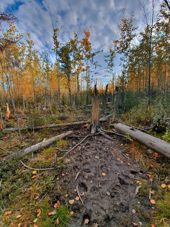 Sporen Van Een Wilde Beer Op Een Zandwoudweg Wilde Wildsporen in Het ...