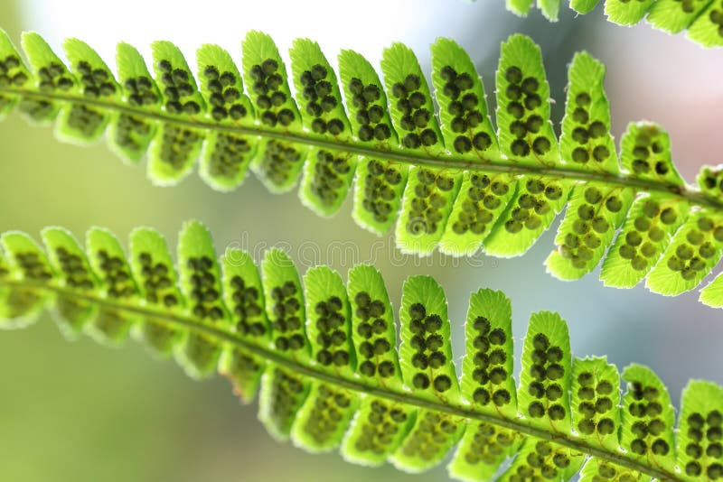 Spores on fern stock photo. Image of nature, leaves, colorful - 6248010