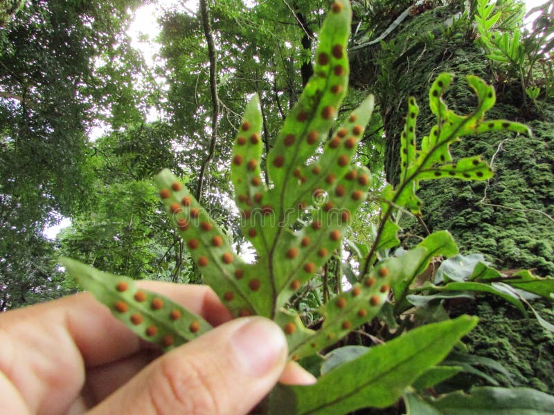 Spores of a Phlebodium Fern on a Tree Trunk Stock Image - Image of ...