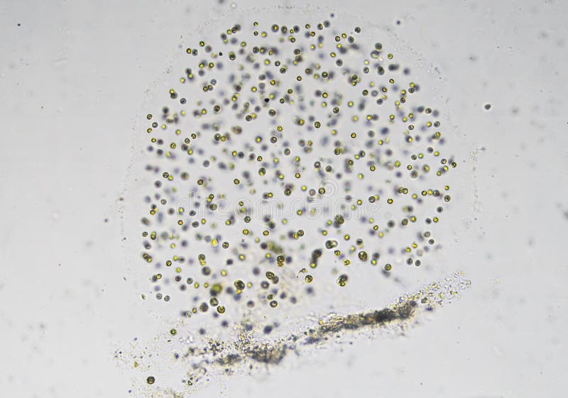 Spores Under the Microscope. Stock Photo - Image of biotechnology ...