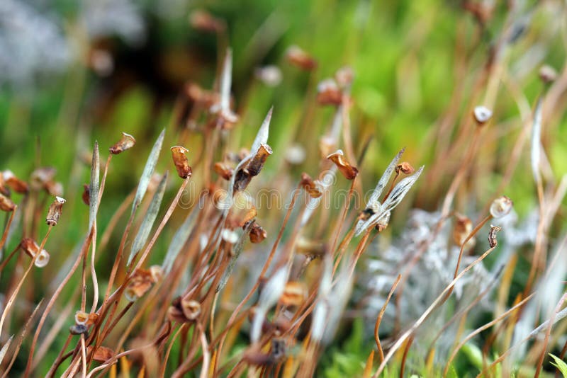Sporophytes of Haircap Moss (Polytrichum Spp) Stock Photo - Image of ...