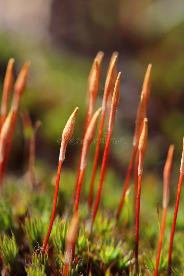 Sporophytes Capsule of Moss Plant Close Up Stock Photo - Image of ...