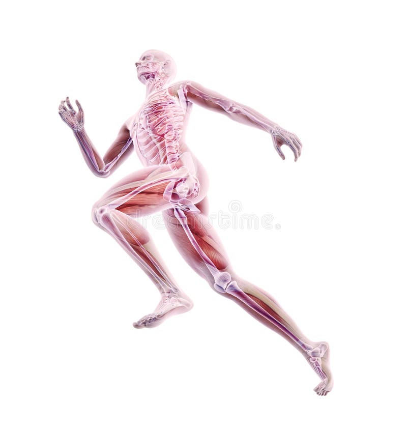 Muscle man anatomy stock image. Image of anatomical, back - 1246521