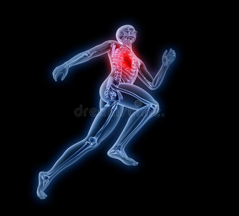Sport anatomy - runner stock illustration. Illustration of biology ...