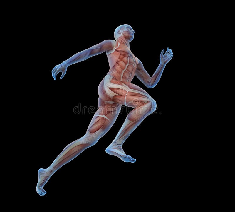 Male Anatomy Running stock illustration. Illustration of sports - 5148771