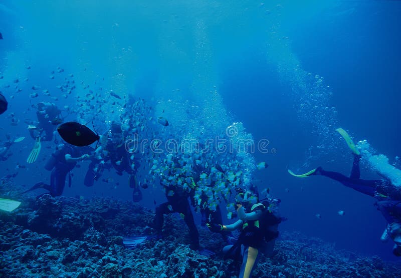 Sport editorial photo. Image of working, scuba, herring - 81541236