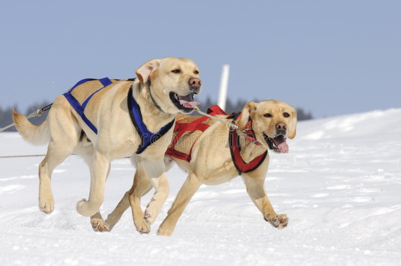 Sportive Labradors Stock Photos - Free & Royalty-Free Stock Photos from ...