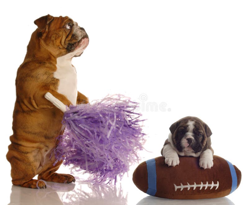 Nfl Football Wallpaper Dogs 100+] Cool Nfl Backgrounds