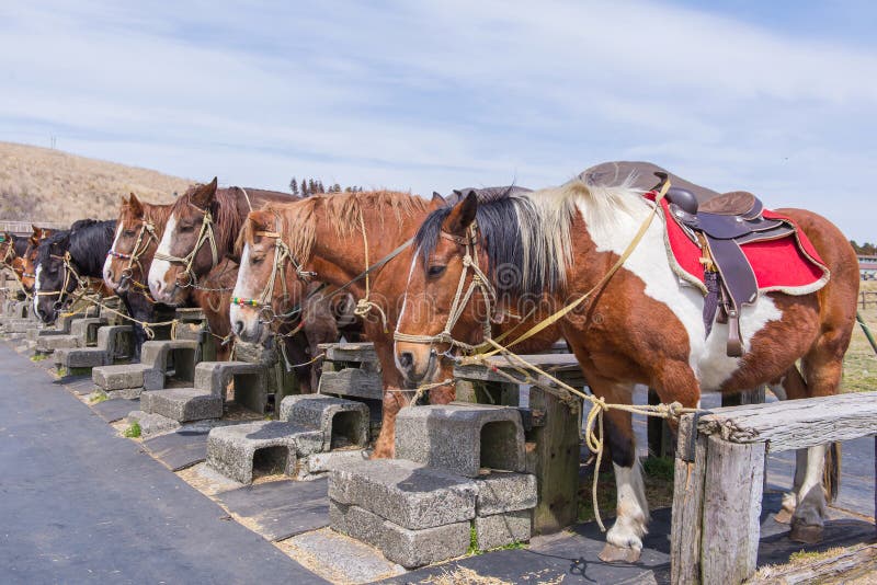 Sports Horses for Racing in the Stalls Stock Photo - Image of nose ...