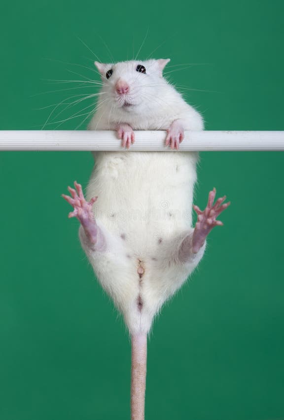 Sports rat stock image. Image of domestic, rodent, pets - 29333021
