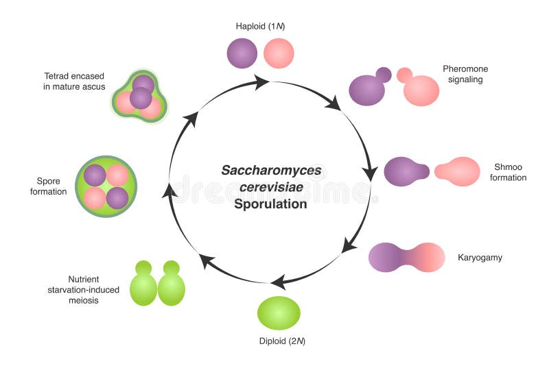 Saccharomyces Cerevisiae Sporulation Cycle Stock Illustration ...