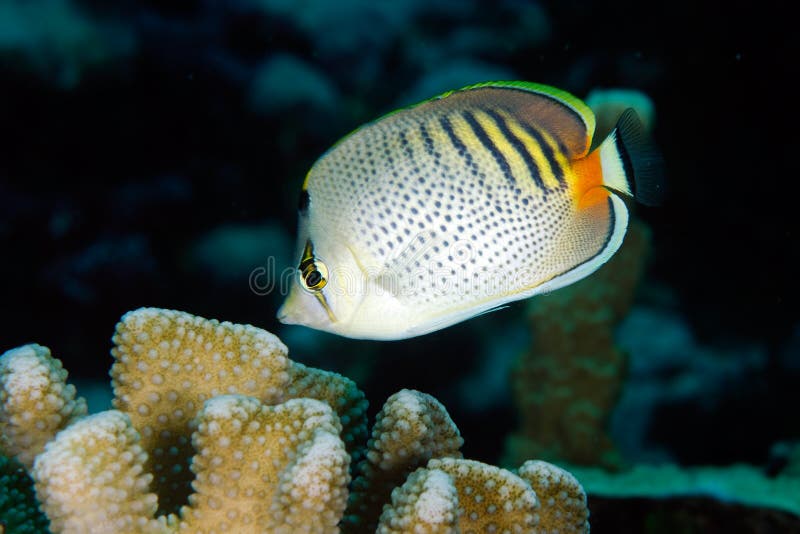 Spot-banded butterflyfish stock image. Image of aquarium - 15552679