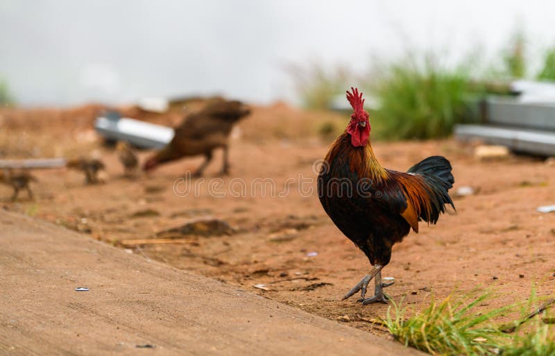 A Rooster Talking on the Its Territory Stock Photo - Image of wildlife ...