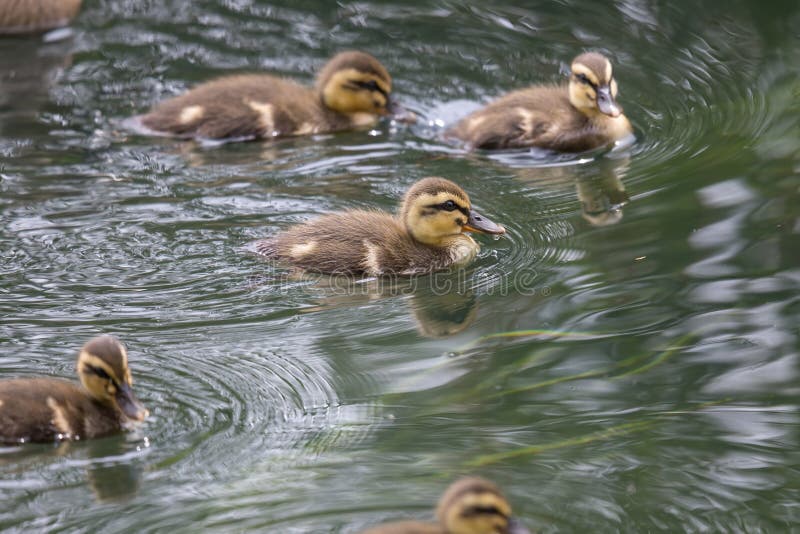 Spot-billed Duck Chick in the River. Stock Photo - Image of river ...
