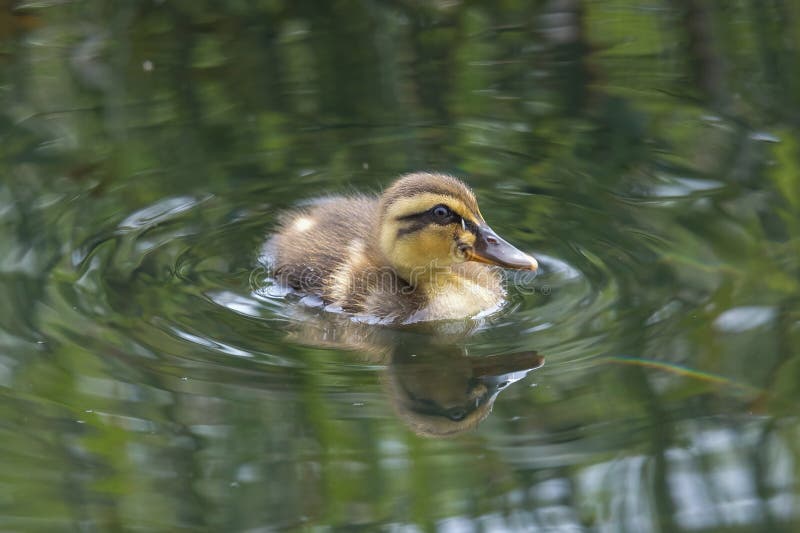 Spot-billed Duck Chick in the River. Stock Image - Image of river, wild ...