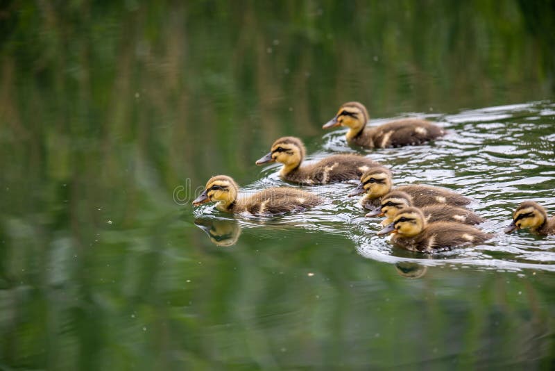 Spot-billed Duck Chick in the River. Stock Image - Image of river ...