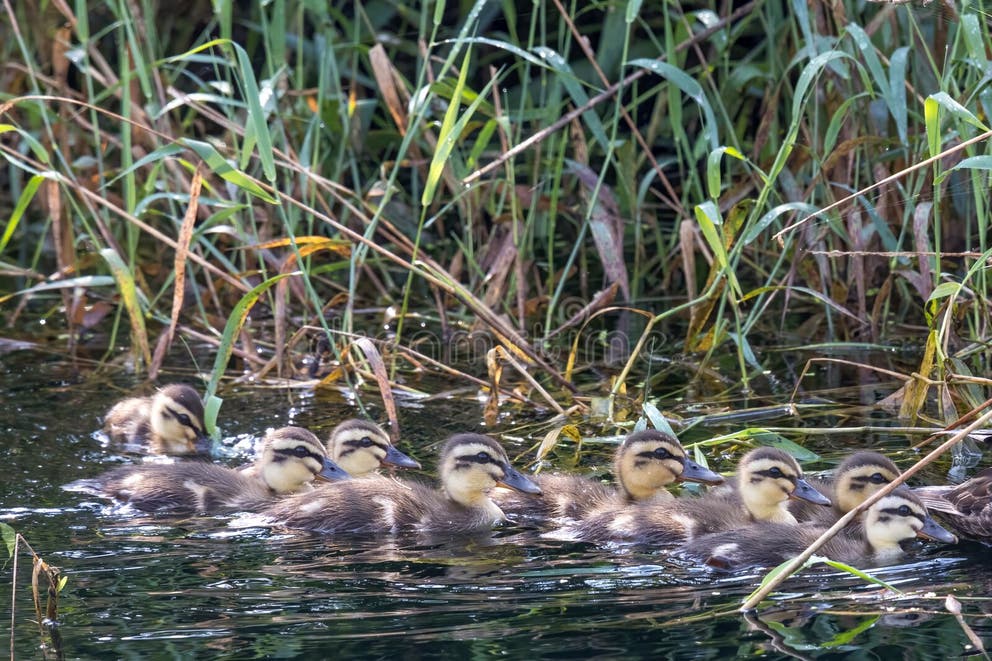 Spot-billed Duck Chicks in a River Stock Photo - Image of billed ...