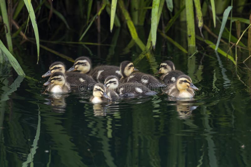 Spot-billed Duck Chicks in a River Stock Photo - Image of breeding ...