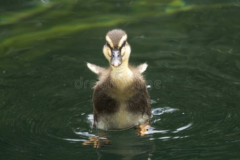 Spot-billed Duck Chicks in a River Stock Image - Image of bird, nature ...