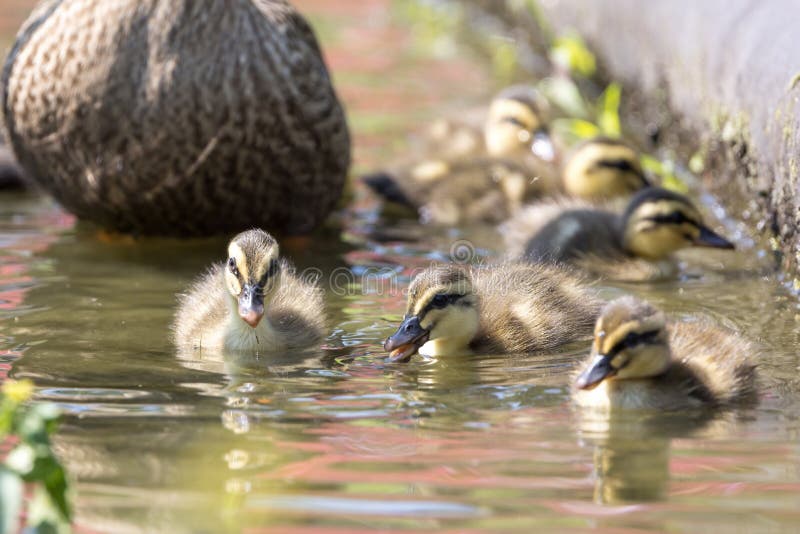 Spot-billed Duck Raising a Child. Stock Photo - Image of duck, water ...