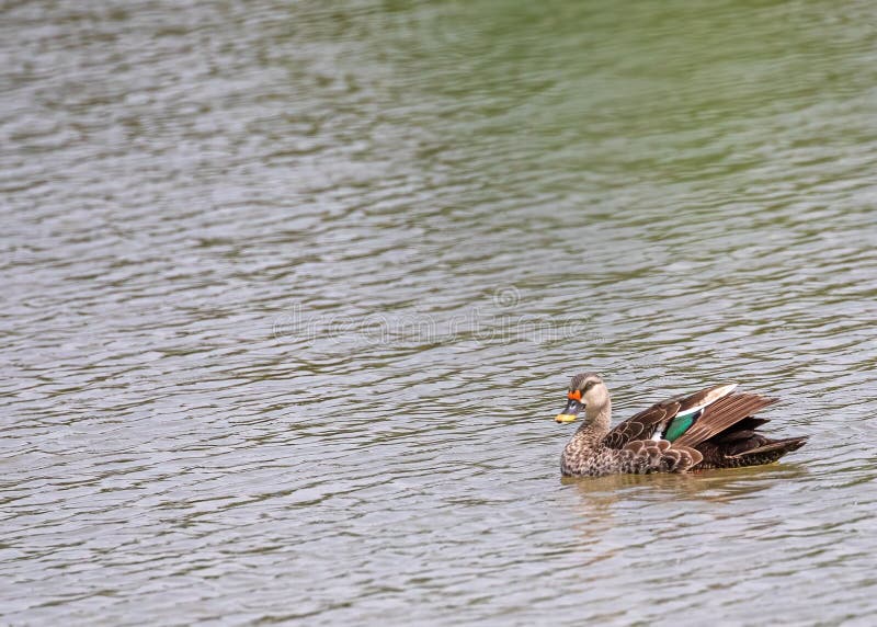 Spot-billed Duck Swimming in a Green Pond Stock Image - Image of spot ...