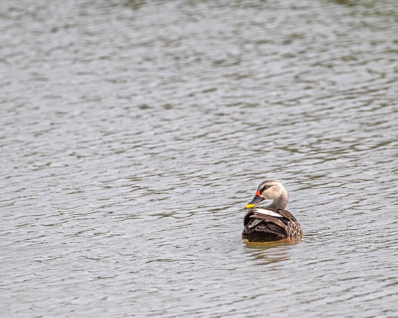A Spot Billed Duck Swimming in a Pond Stock Photo - Image of birding ...