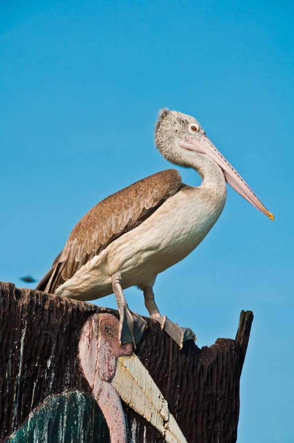 Spot-billed Pelican or Grey Pelican Stock Image - Image of bill, green ...