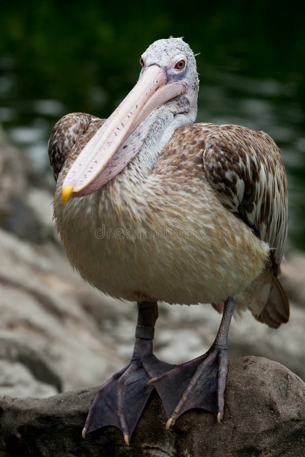 Spot-billed Pelican or Grey Pelican Stock Image - Image of spot, birds ...