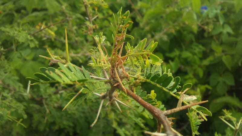 Spot stock image. Image of pikes, focus, forest, branch - 160175239