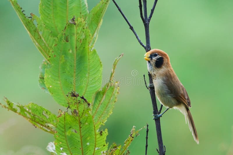Spot-breasted Parrotbill stock image. Image of hunt, colorful - 27992907