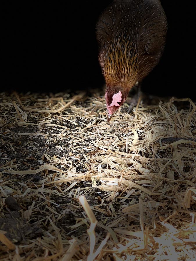 Spot on chicken stock photo. Image of animal, life, chicken - 200628072