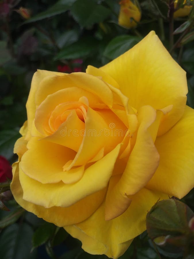 A spot of color stock image. Image of yellow, spot, color - 118116159