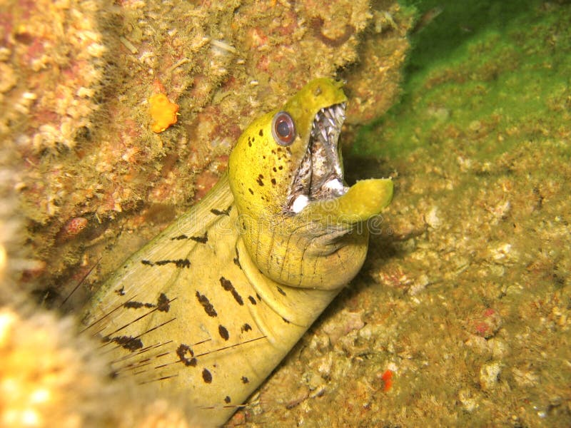 Spot-face Moray stock photo. Image of head, ocean, marine - 260358