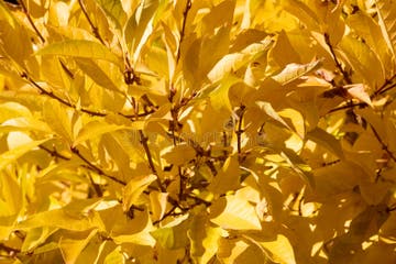 A Spot of Fall Color stock image. Image of leaf, autumn - 1363889