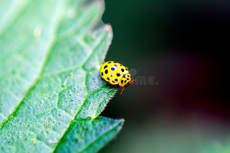 22-spot Ladybird Psyllobora Vigintiduopunctata on Green Leaf Stock ...