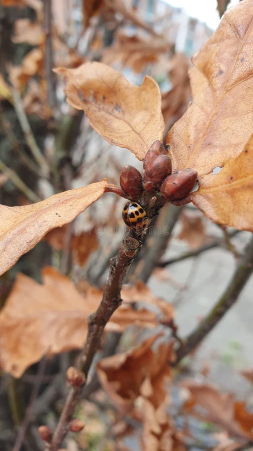 Ladybug camouflage stock image. Image of temperatures - 262851567