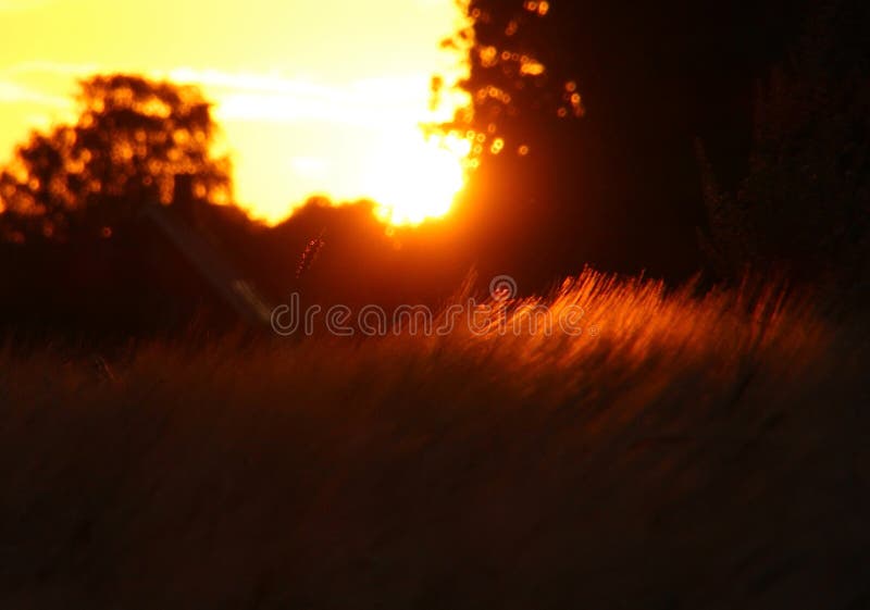 Spot point in the sunset stock image. Image of trees - 78892495
