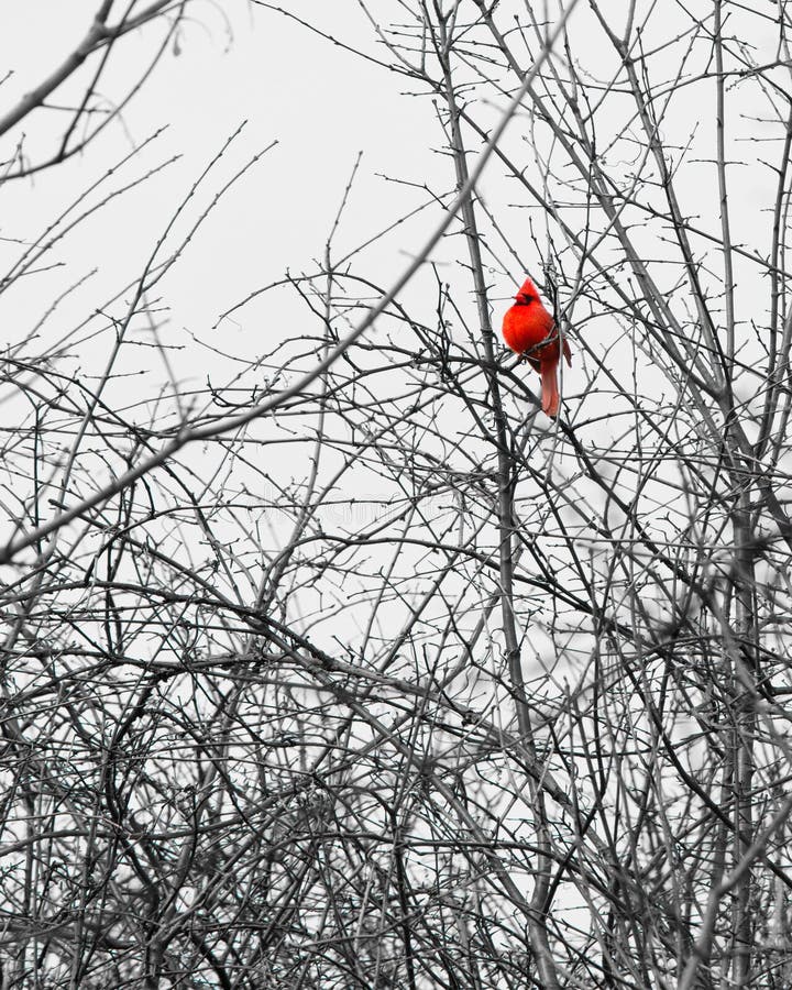 Spot of Red in Tangled Branches Stock Image - Image of feather, branch ...