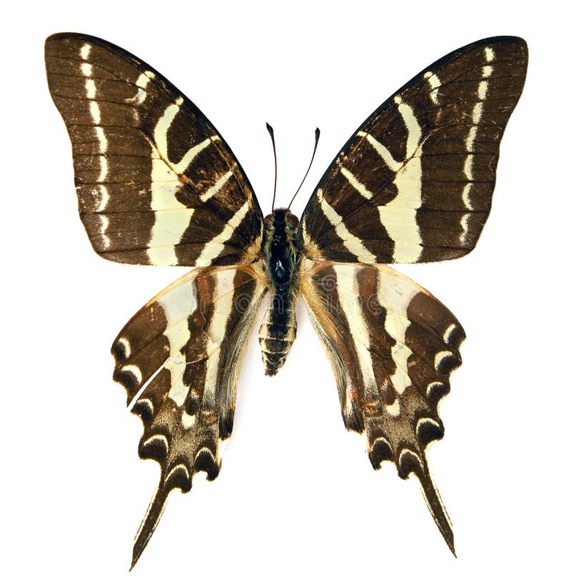 Graphium Antheus (Large Striped Swordtail) Stock Photo - Image of ...