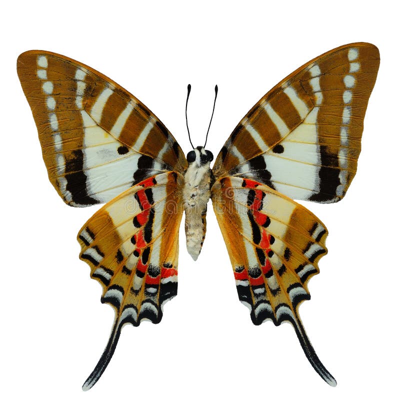 Swordtail butterfly stock photo. Image of science, close - 28983530
