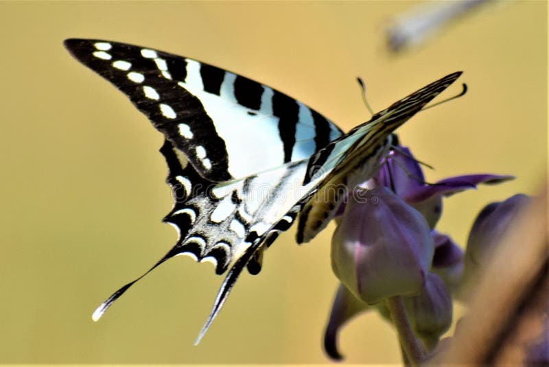 301 Swordtail Butterfly Stock Photos - Free & Royalty-Free Stock Photos ...
