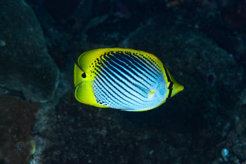 Spot-Tail Butterflyfish Chaetodon Ocellicaudus Stock Photo - Image of ...