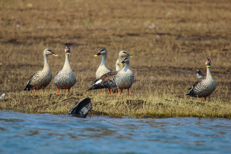 Patos De Spotbilled Y Patos Migratorios Foto de archivo - Imagen de ...