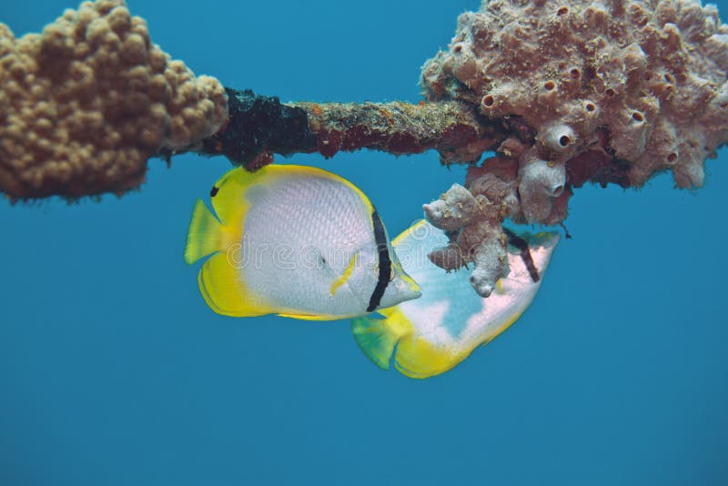 Spotfin Butterflyfish stock image. Image of animals, life - 16077455