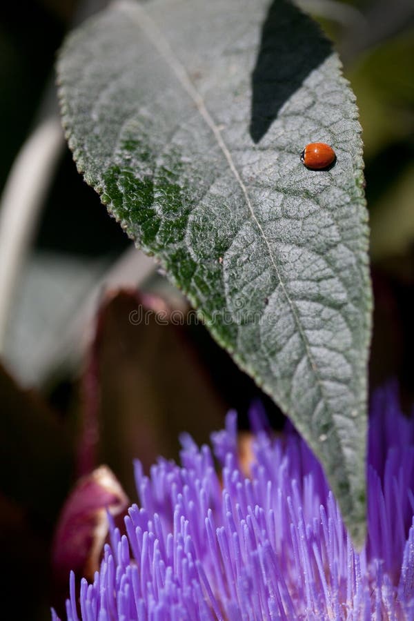 Spotless Ladybug on a leaf stock photo. Image of spotless - 82293574