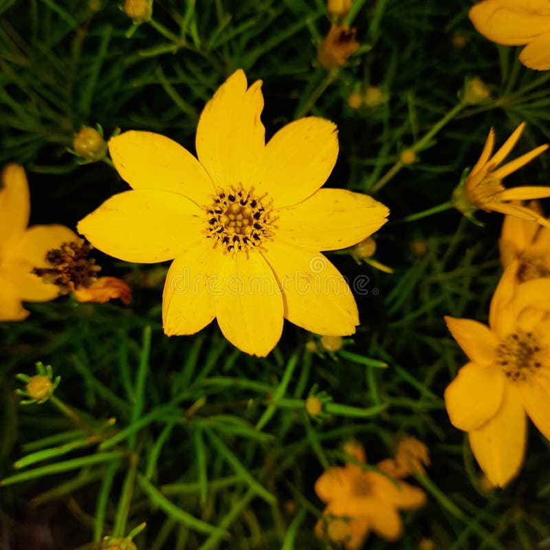 Spotlight daisy flower stock photo. Image of daisy, spotlight - 283921392