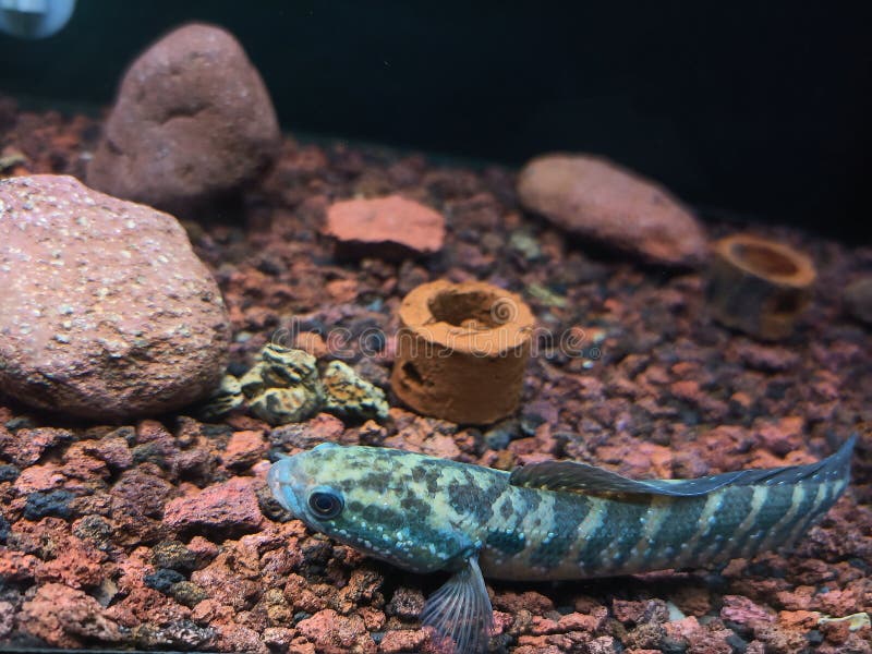 Spotlight the EXOTIC CHANNA ASIATICA Stock Photo - Image of channa ...